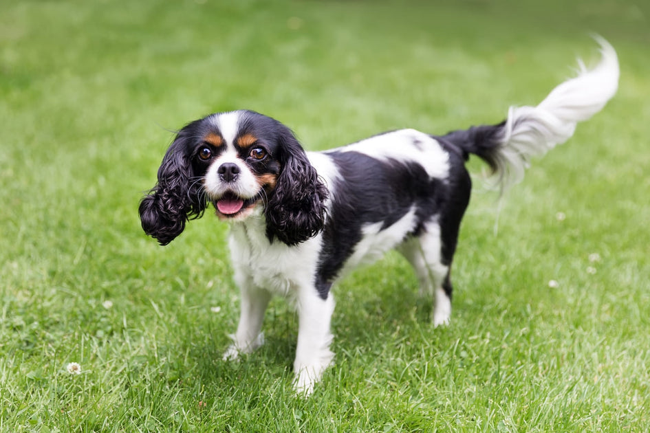 English Toy Spaniel – Dogfather