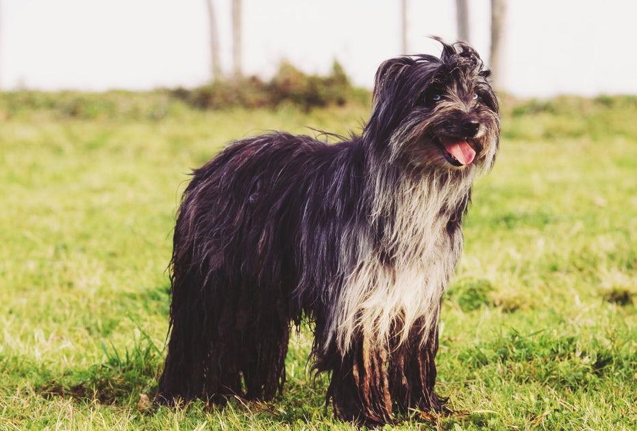 Pyrenean Shepherd – Dogfather