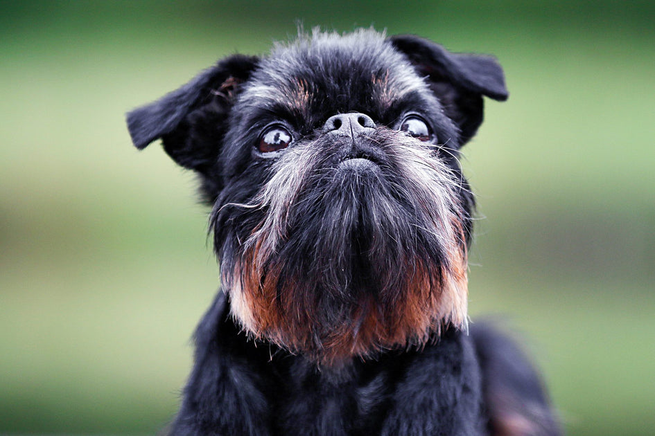 Brussels Griffon – Dogfather